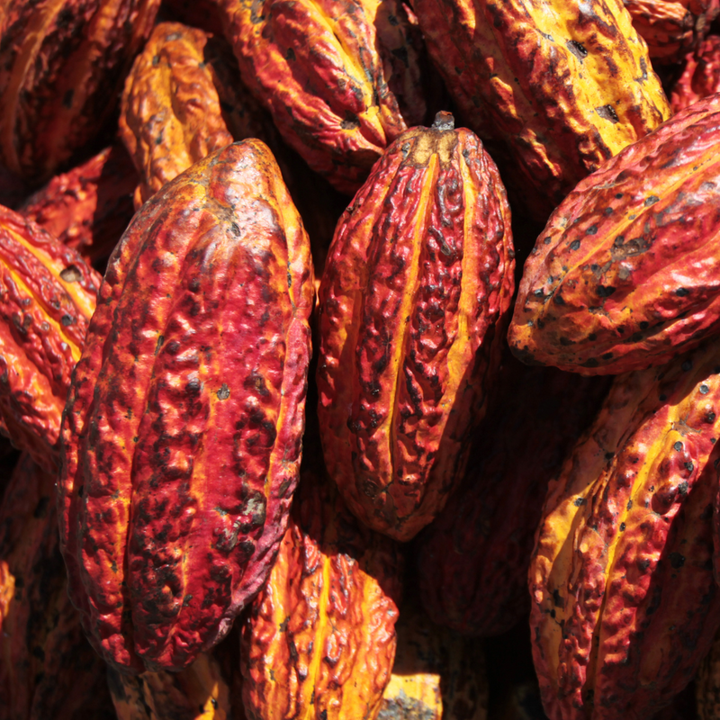 Shop Ceremonial Cacao at Cuatro Manos Y Cinco Volcanes Farms – Cuatro ...