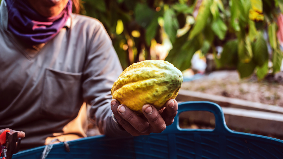 Child Slavery in Cacao | Cuatro Manos y Cinco Volcanes Farms